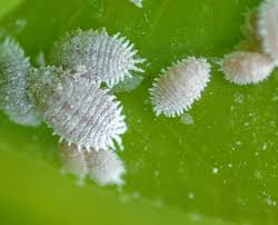 Mealy Bugs Remedy - Helpfarming